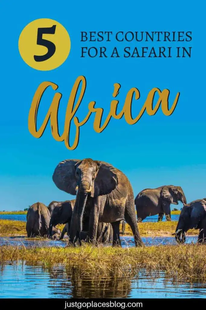 The Best Time to Visit Africa for an Unforgettable East African Safari